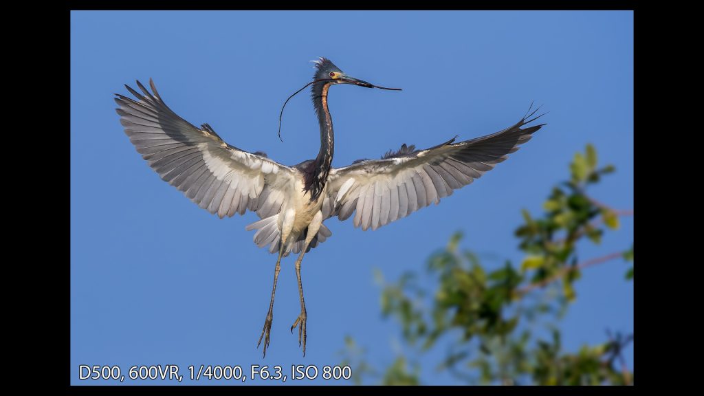 Nikon D500 Review - Backcountry Gallery