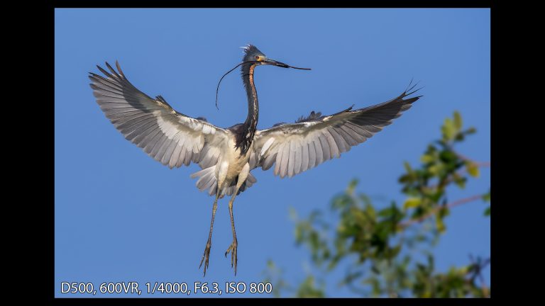 Nikon D500 Review - Backcountry Gallery