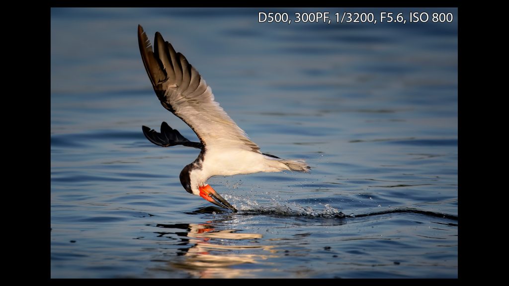 Nikon D500 Review - Backcountry Gallery