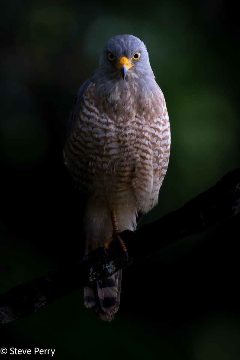 2027 Costa Rica Wildlife Photography Workshops - Backcountry Gallery