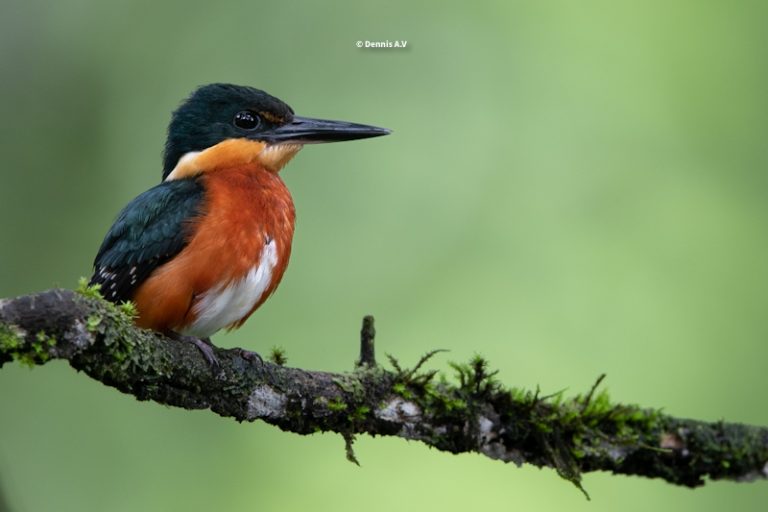 2027 Costa Rica Wildlife Photography Workshops - Backcountry Gallery