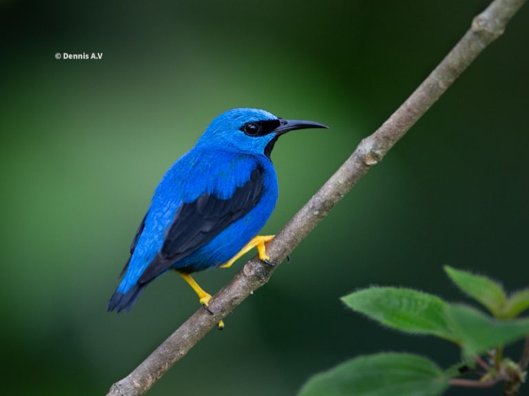 2027 Costa Rica Wildlife Photography Workshops - Backcountry Gallery