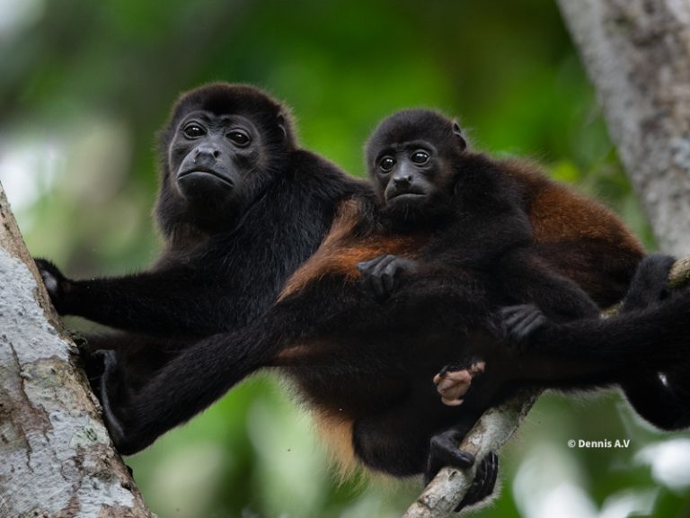 2027 Costa Rica Wildlife Photography Workshops - Backcountry Gallery