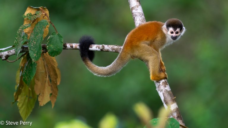 2027 Costa Rica Wildlife Photography Workshops - Backcountry Gallery