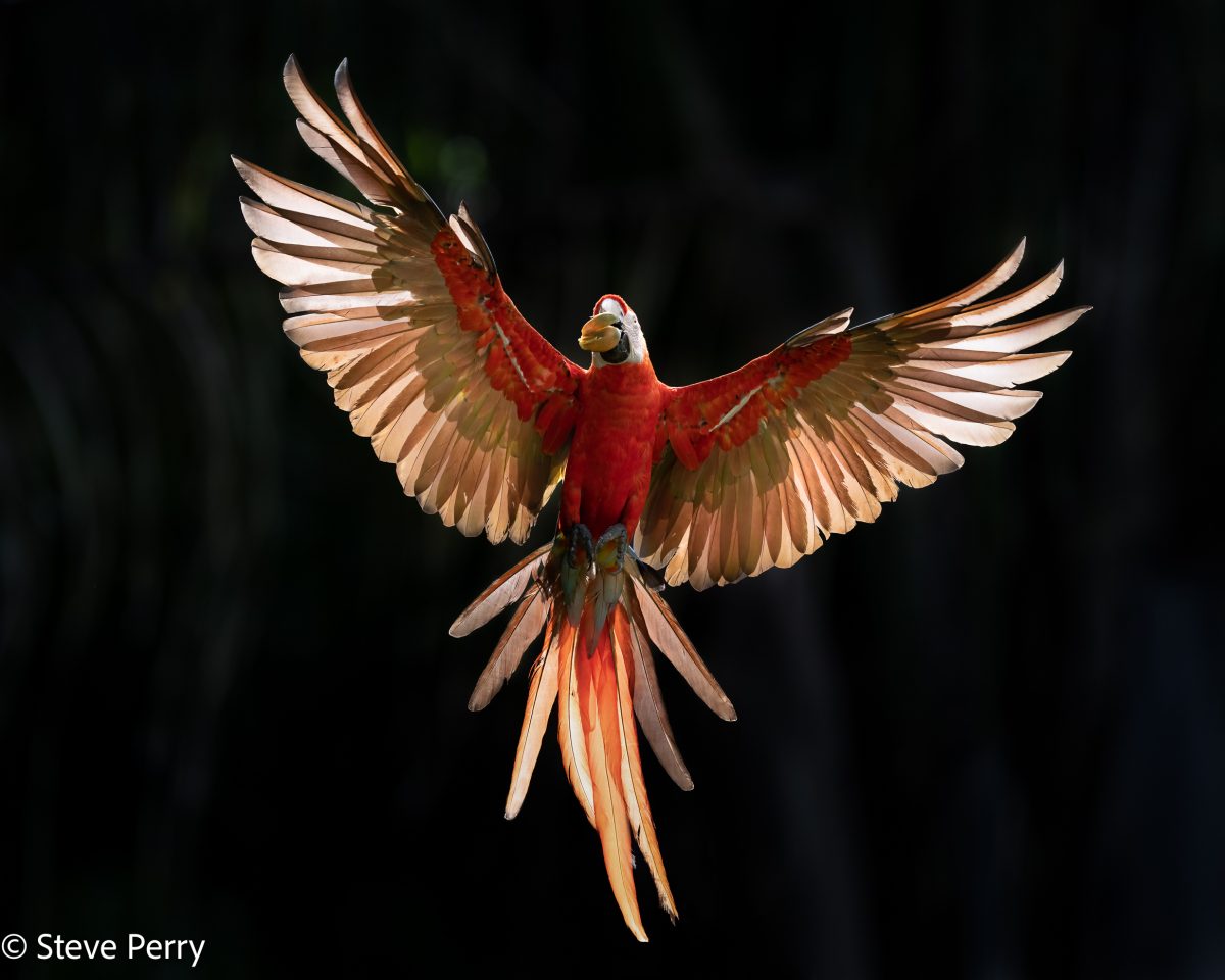 2027 Costa Rica Wildlife Photography Workshops - Backcountry Gallery