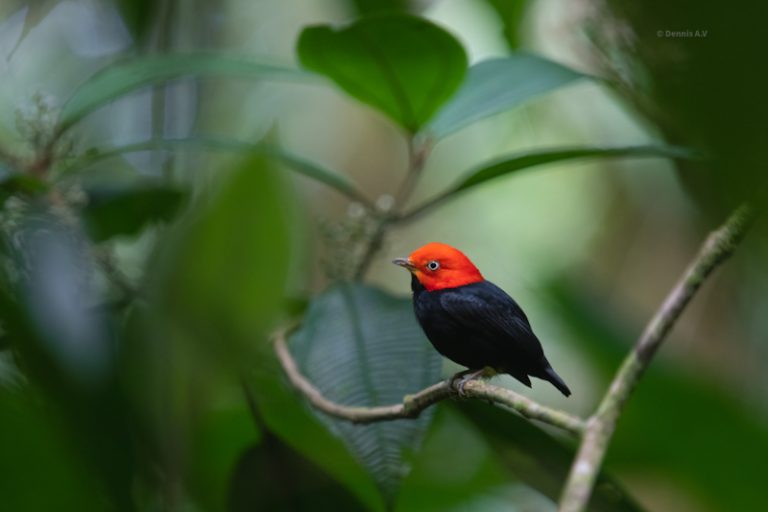 red-capped_manakin - Backcountry Gallery