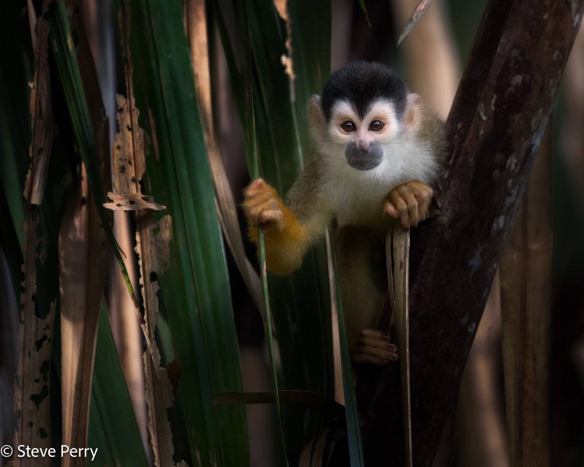 2027 Costa Rica Wildlife Photography Workshops - Backcountry Gallery