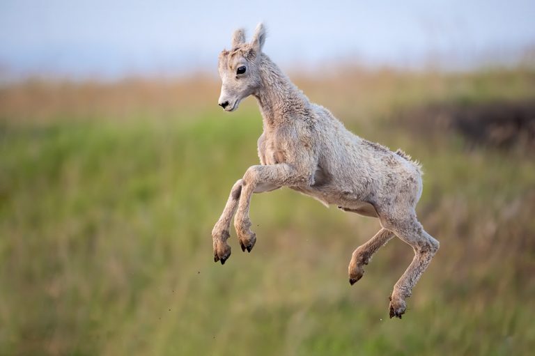 How I Got The Shot: Flying Lambs - Backcountry Gallery