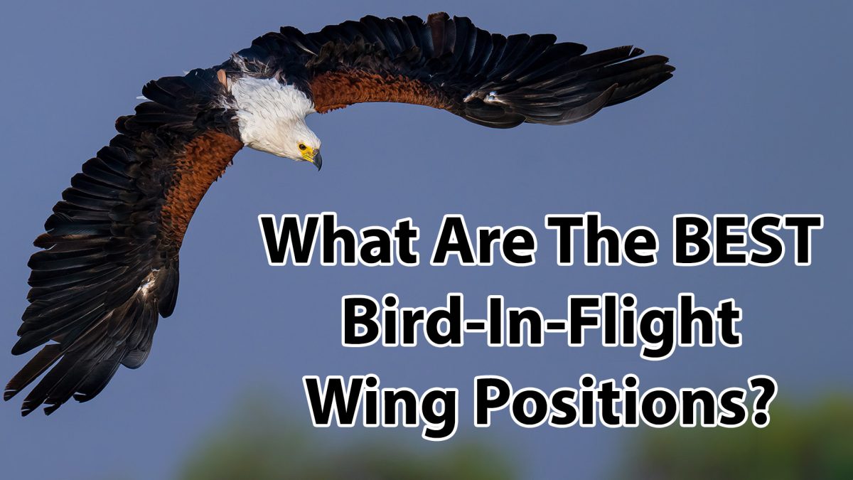 Backcountry Gallery - Wildlife Photography By Steve Perry