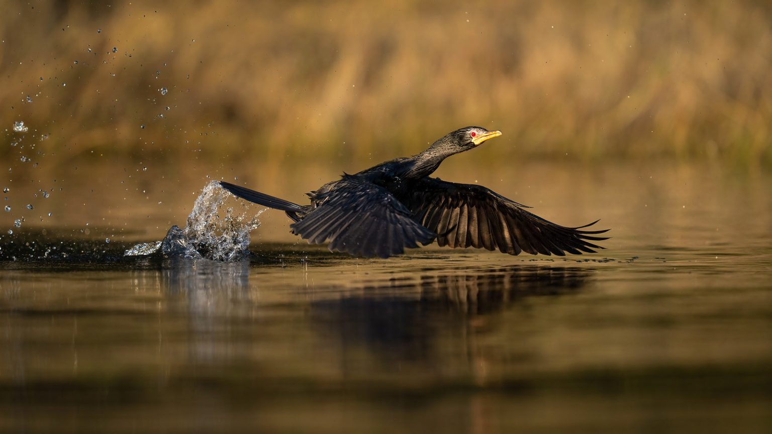 What's The Best Bird-in-Flight Wing Position? - Backcountry Gallery