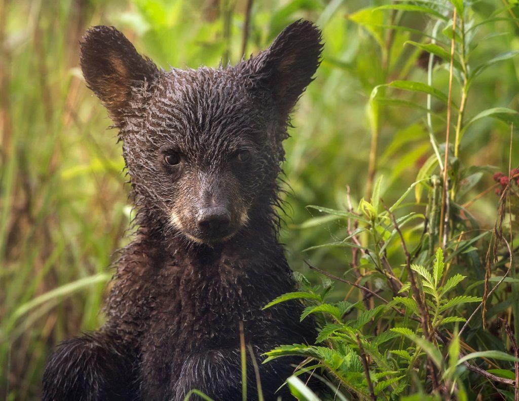 Curious-Cub - Backcountry Gallery